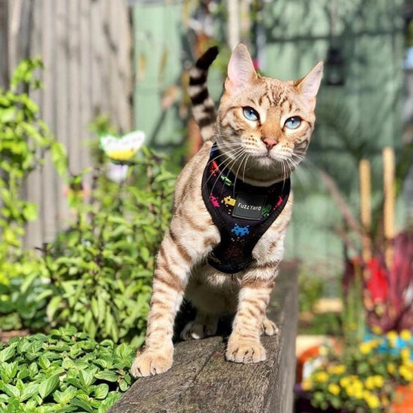 Cat-Walking Tips & Tricks - Pandosy Vet